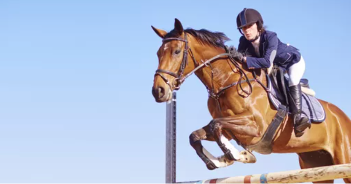 Equestrian - Court Grammar School